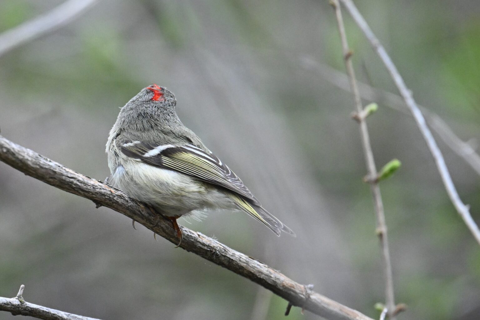 Hackles Up - Birding, PI