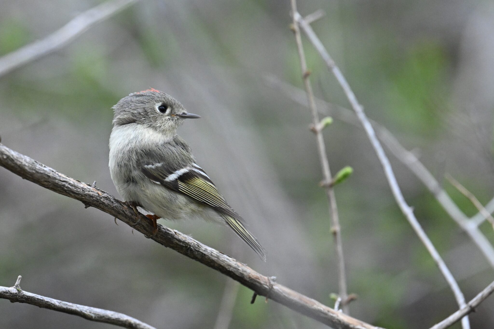 Hackles Up - Birding, PI