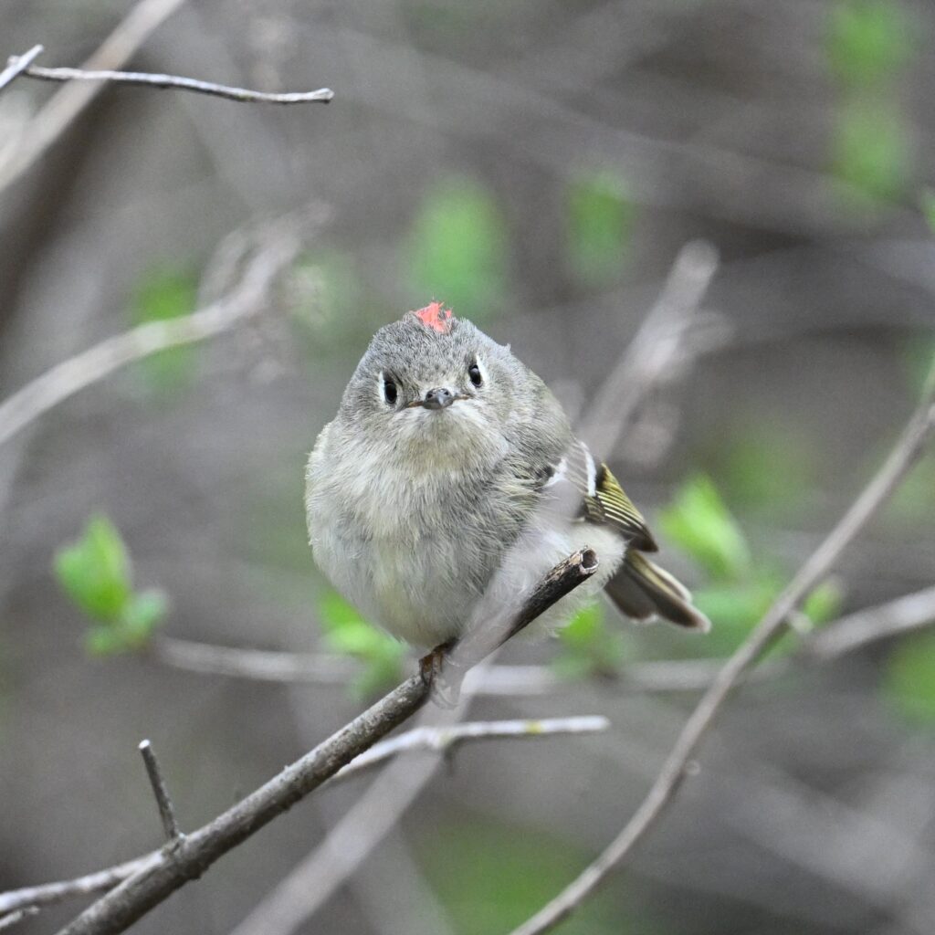 Hackles Up - Birding, PI