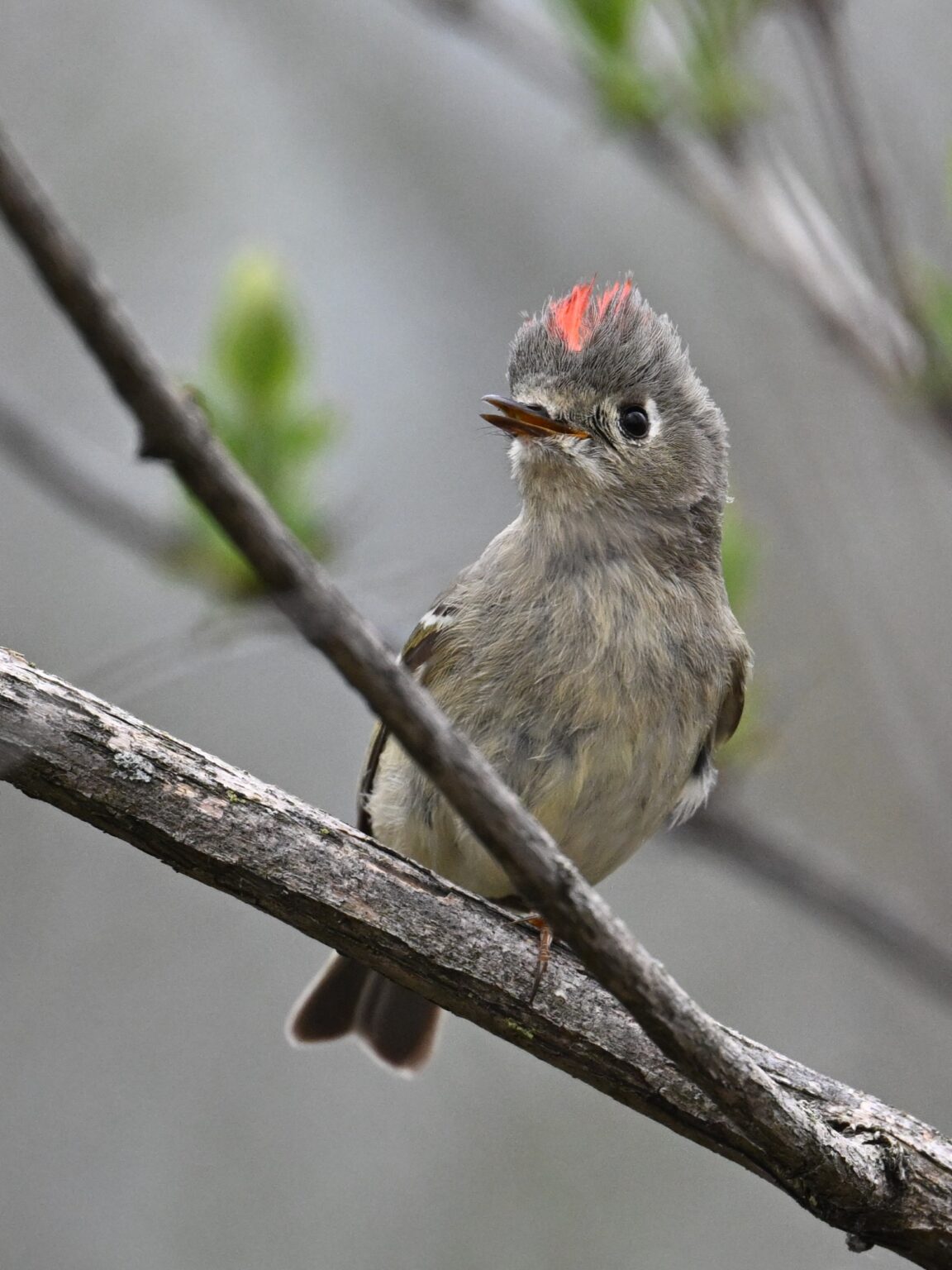 Hackles Up - Birding, PI
